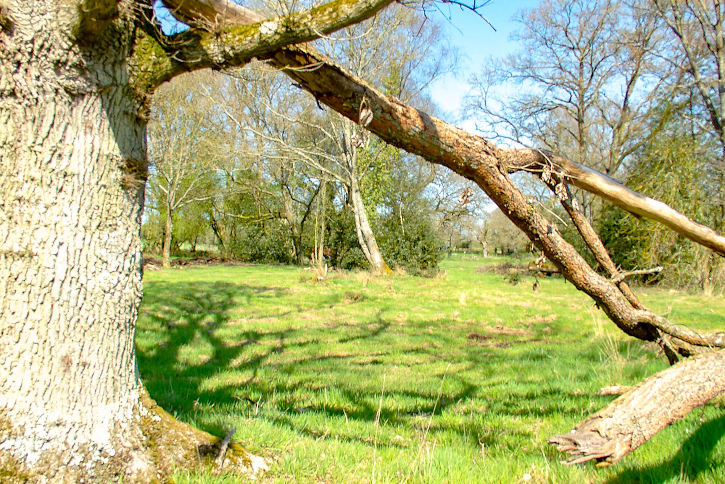 Meadow tree farm - Sherfield English, Romsey, UK - Field Lover