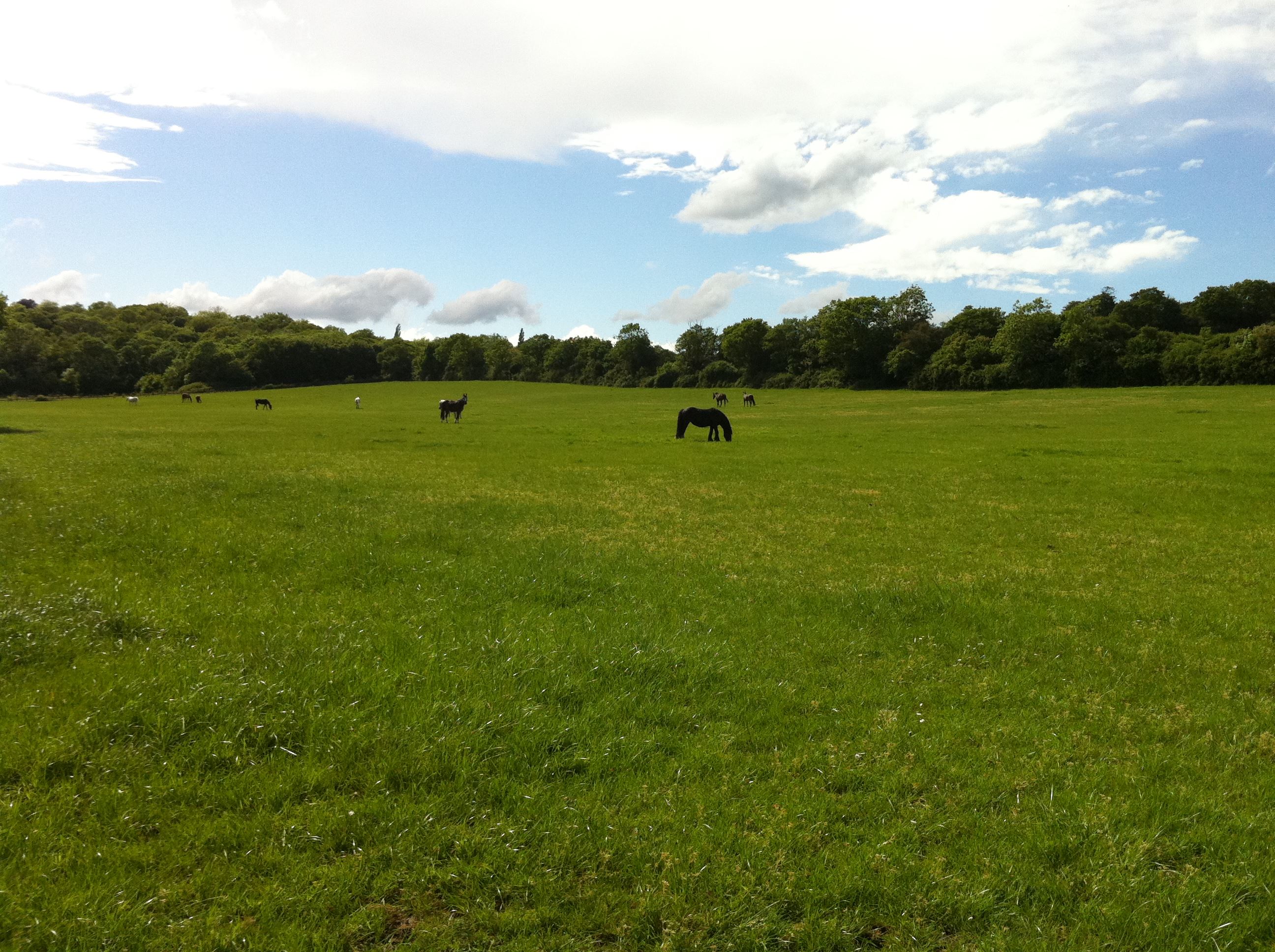 10 acre field adjacent to country park and historical site - Langdon ...